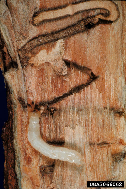 Bronze Birch Borer | WSU Urban Forest Health Lab | Washington State ...
