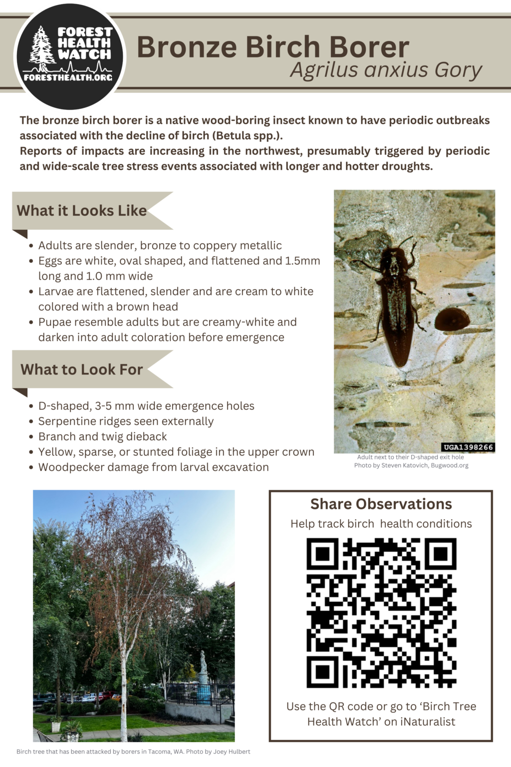 Bronze Birch Borer | WSU Urban Forest Health Lab | Washington State ...