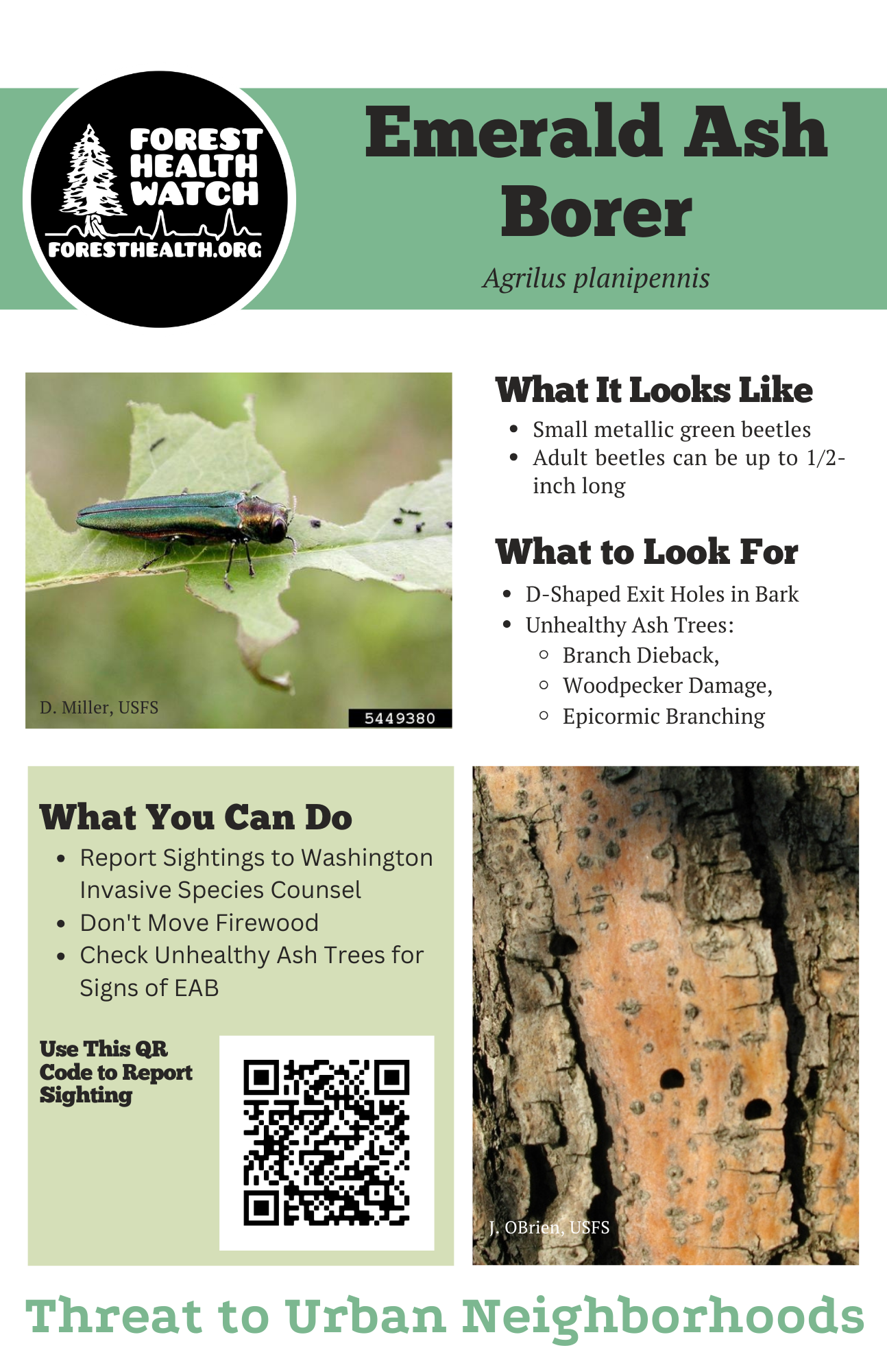 Emerald Ash Borer | WSU Urban Forest Health Lab | Washington State ...