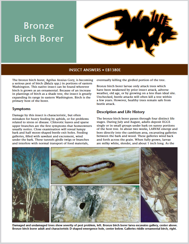 Bronze Birch Borer | WSU Urban Forest Health Lab | Washington State ...