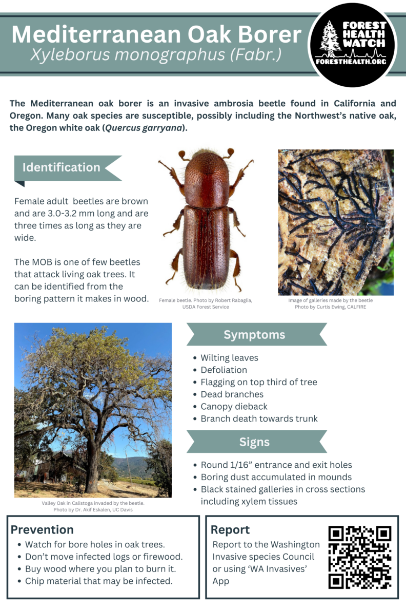 Mediterranean Oak Borer Tree Monitoring Study | WSU Urban Forest Health ...