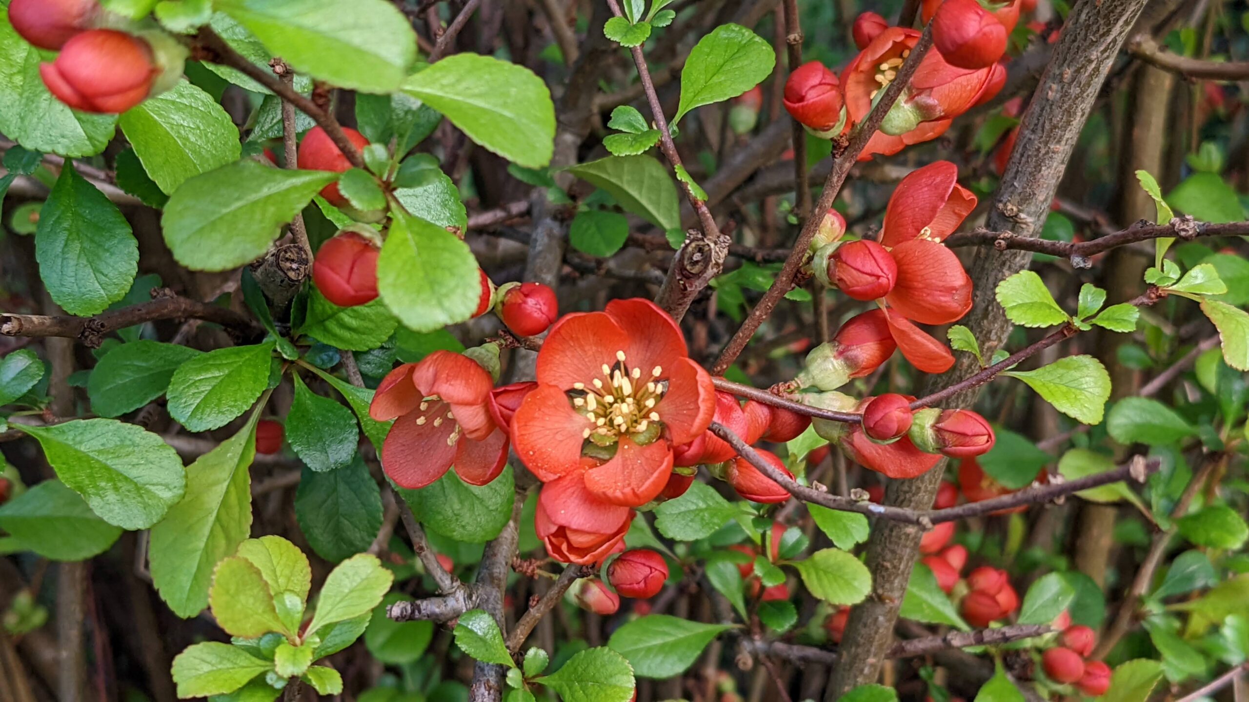 Sortable Plant Table | Hedgerows | Washington State University