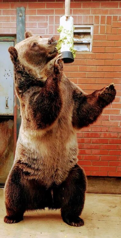 Photos & Videos | WSU Bear Center | Washington State University