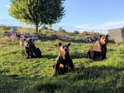 Photos & Videos | WSU Bear Center | Washington State University