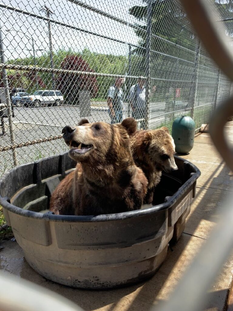 Photos & Videos | WSU Bear Center | Washington State University