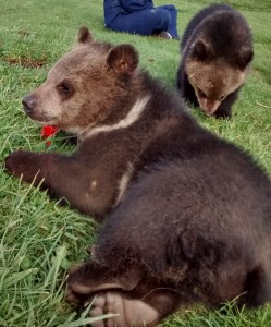 Vision For the Future | WSU Bear Center | Washington State University