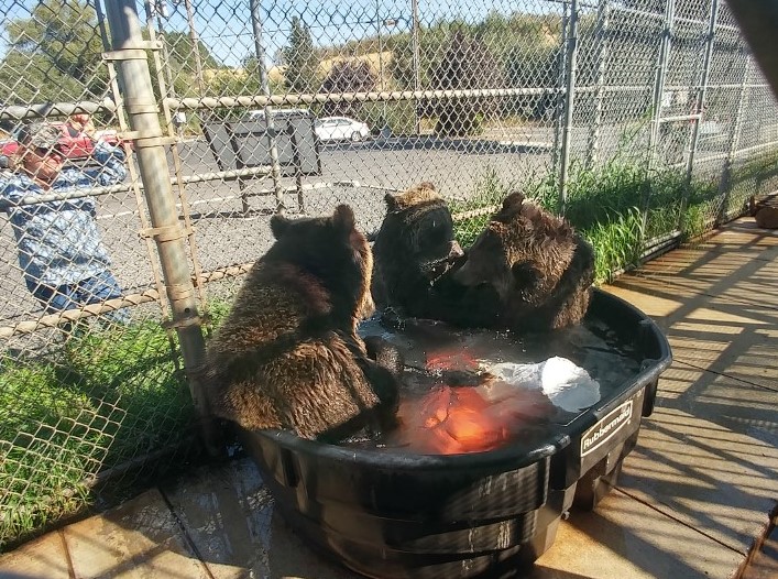 subs-in-pool | WSU Bear Center | Washington State University