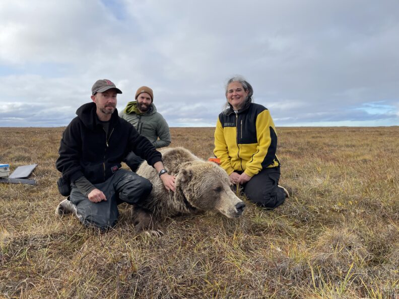 Research | WSU Bear Center | Washington State University