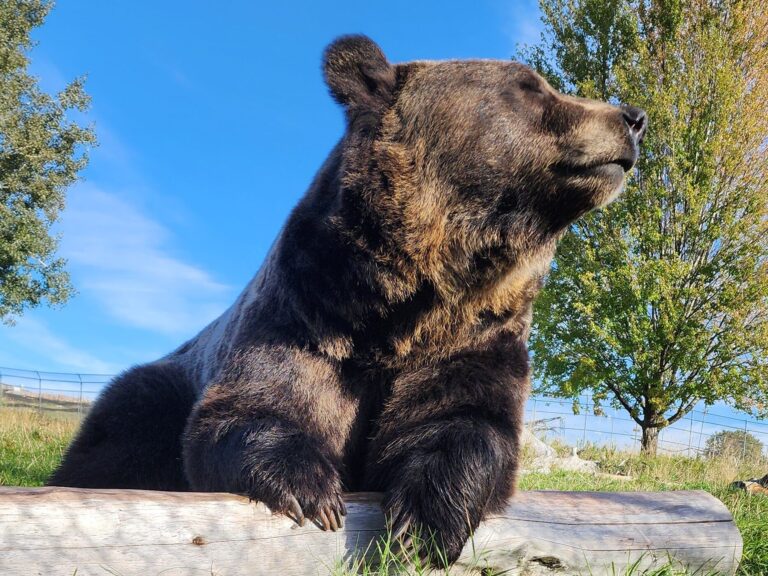 Visit | WSU Bear Center | Washington State University