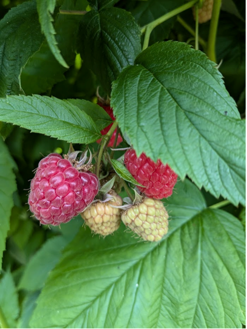 Preserving the Pacific Northwest’s Berry Big-footprint | Beat the Heat ...