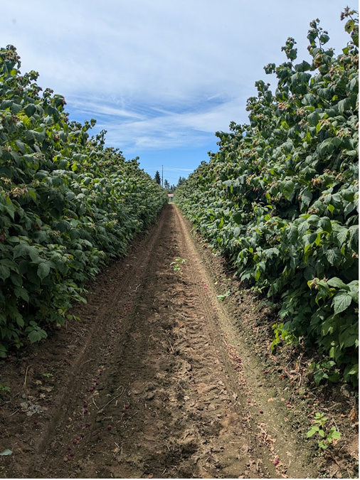 Preserving the Pacific Northwest’s Berry Big-footprint | Beat the Heat ...
