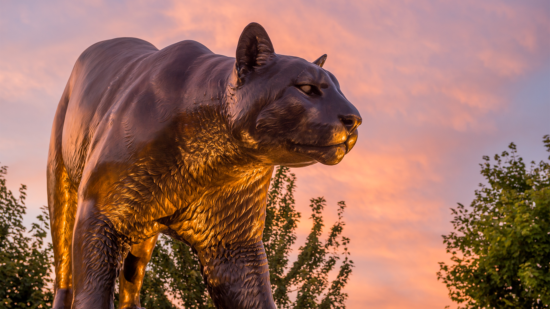 The WSU Cougar mascot: stories and legends | WSU Foundation ...