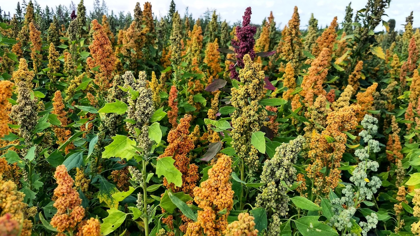 Food Insecurity | WSU Foundation | Washington State University