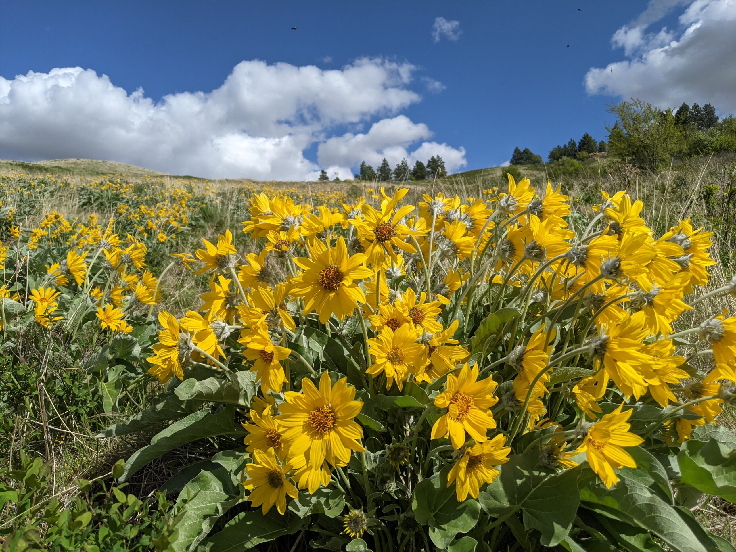 Marion Ownbey Herbarium | Hudson Biological Reserve Lab Site ...