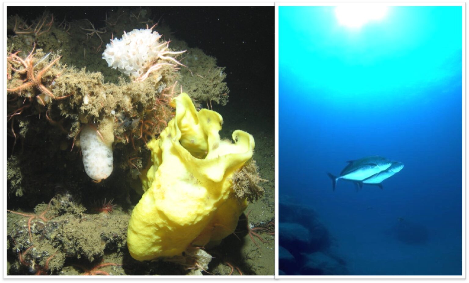 New Paper from Alli Cramer on Classifying Ocean Biomes | Katz Lab ...