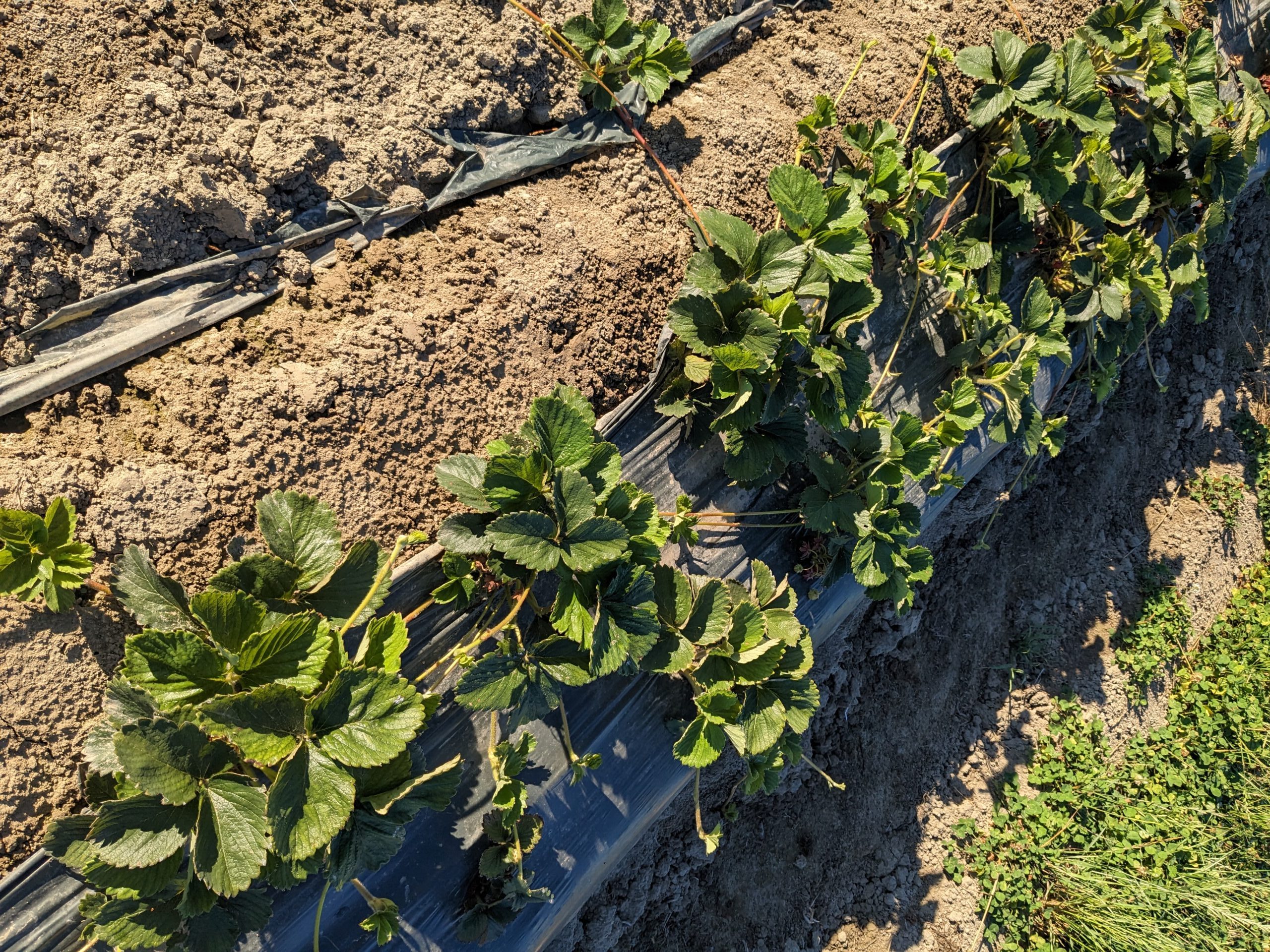 Soil Biodegradable Mulches | Soil Health Lab | WSU NWREC | Washington ...