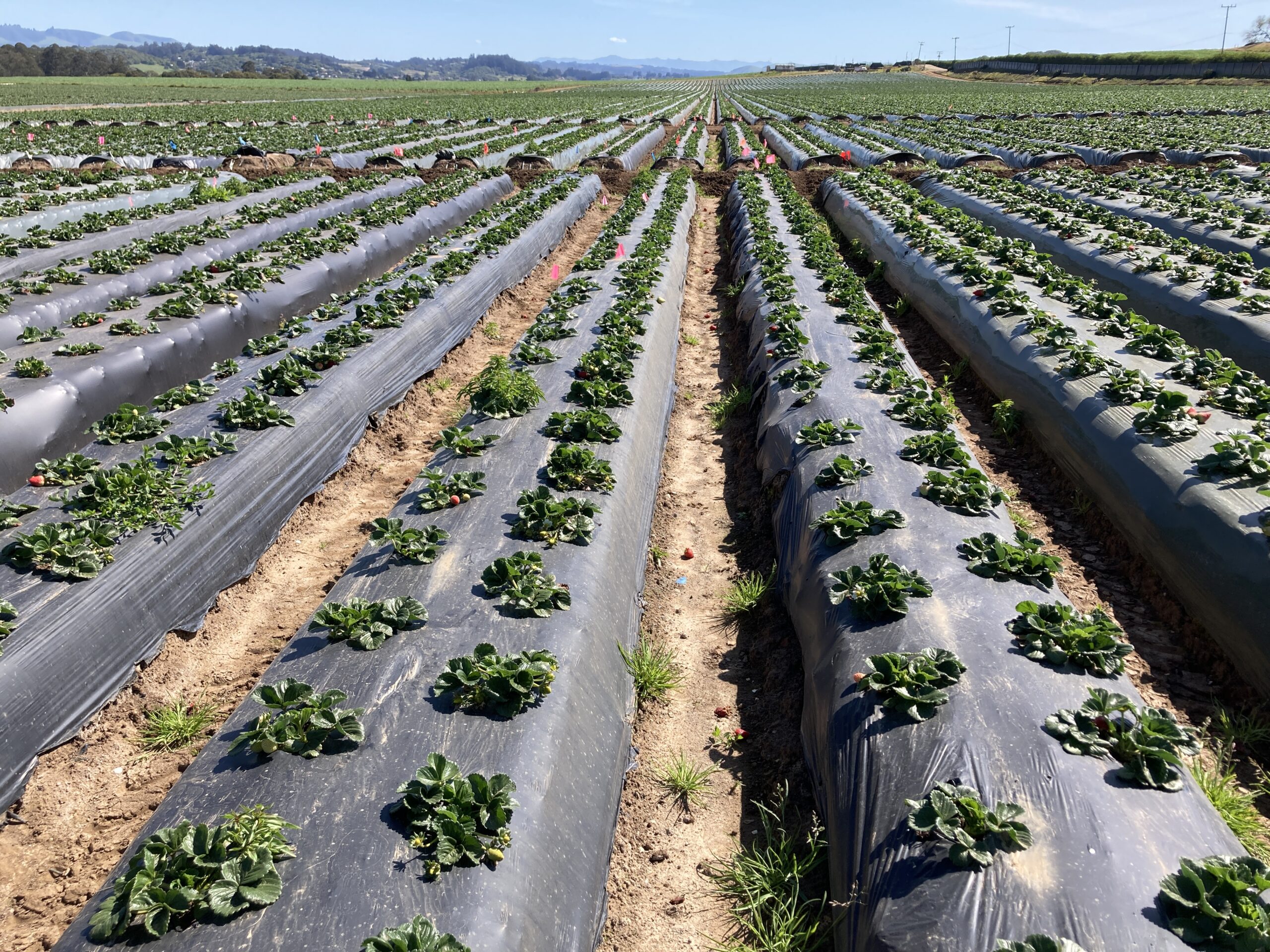 Soil Biodegradable Mulches | Soil Health Lab | WSU NWREC | Washington ...