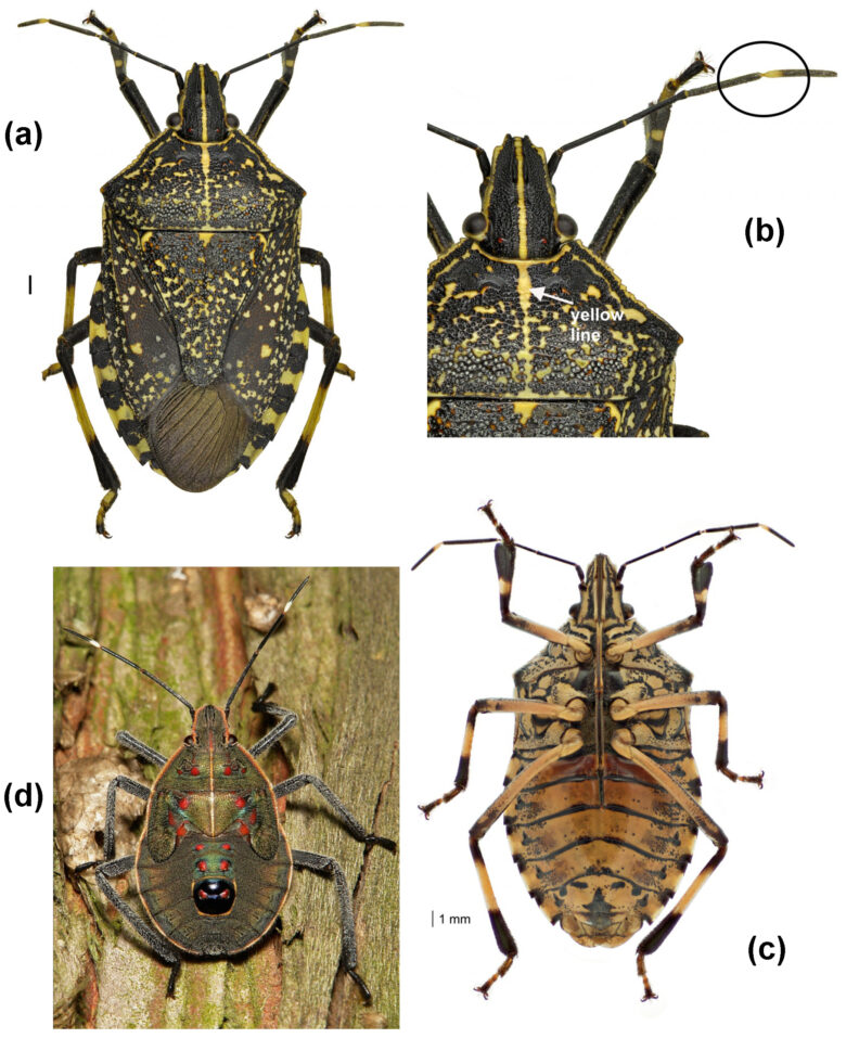 Yellow-Spotted Stink Bug | Dr. Gengping Zhu | Washington State University
