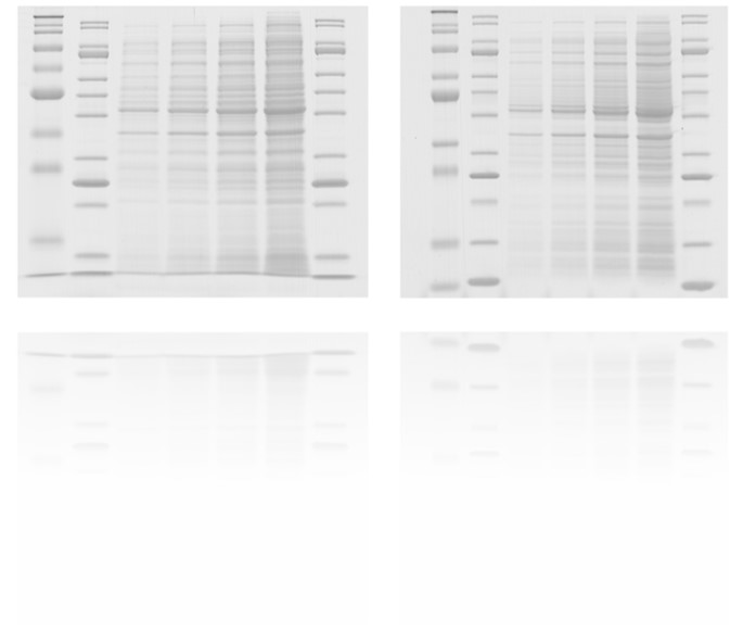 Cutting gels | Tissue Imaging, Metabolomics and Proteomics Lab ...