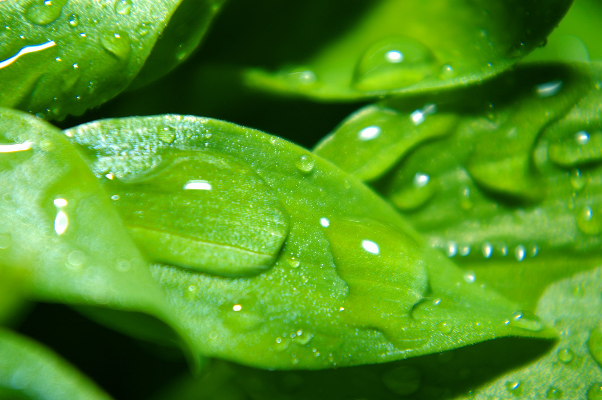 Research | Song Research Group | Washington State University