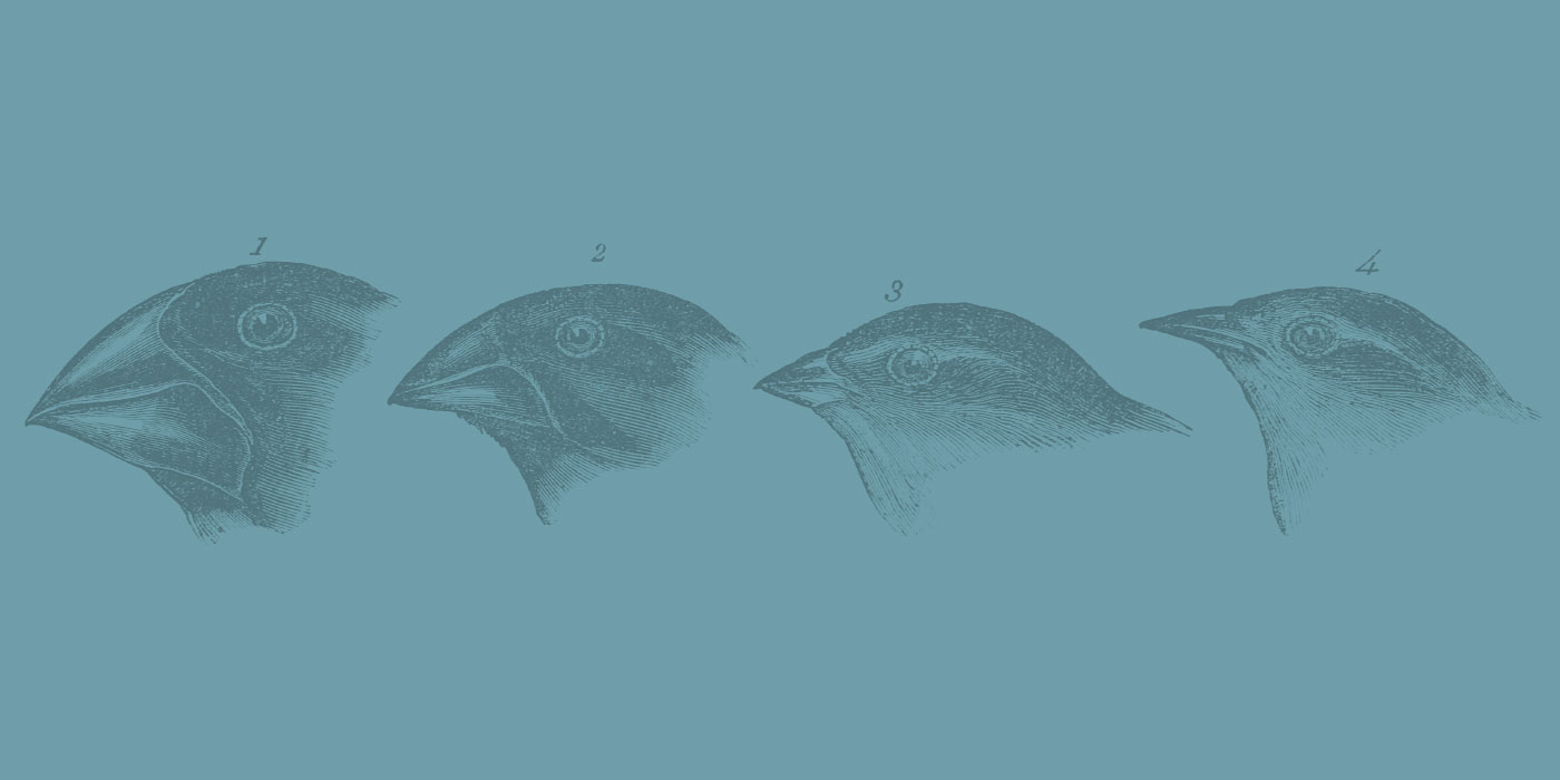 Another look at Darwin’s finches | Washington State Magazine ...