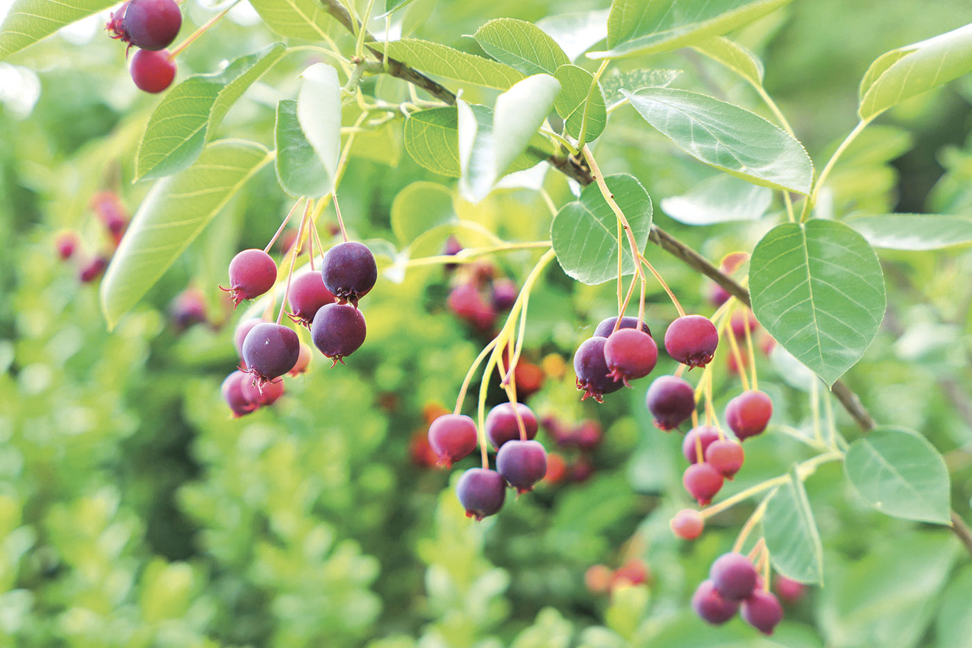 Identifying Wild Berries