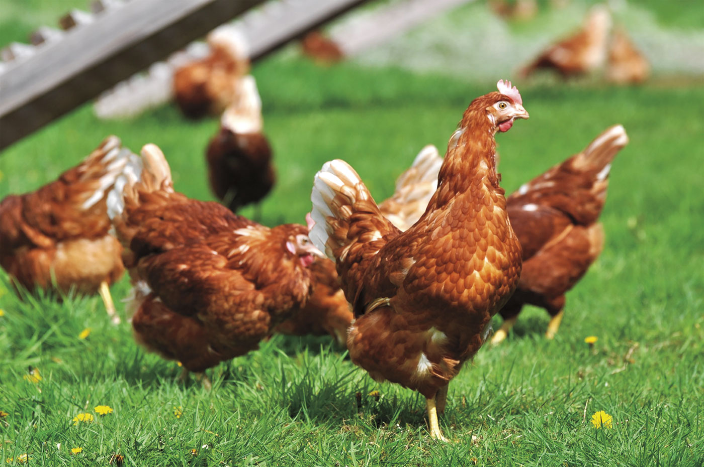 Chicken eggs | Washington State Magazine | Washington State University