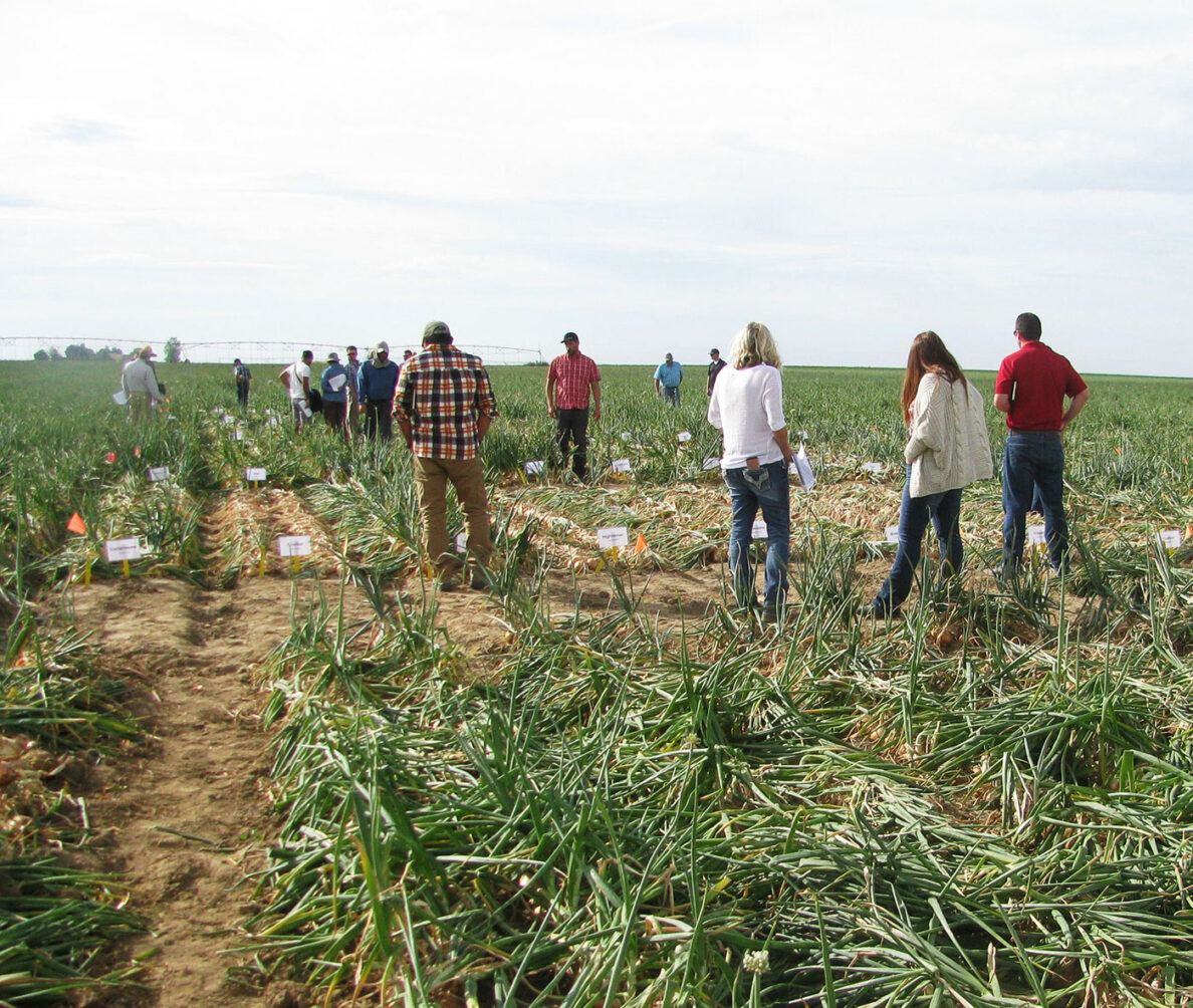 Protecting the onions | Washington State Magazine | Washington State ...