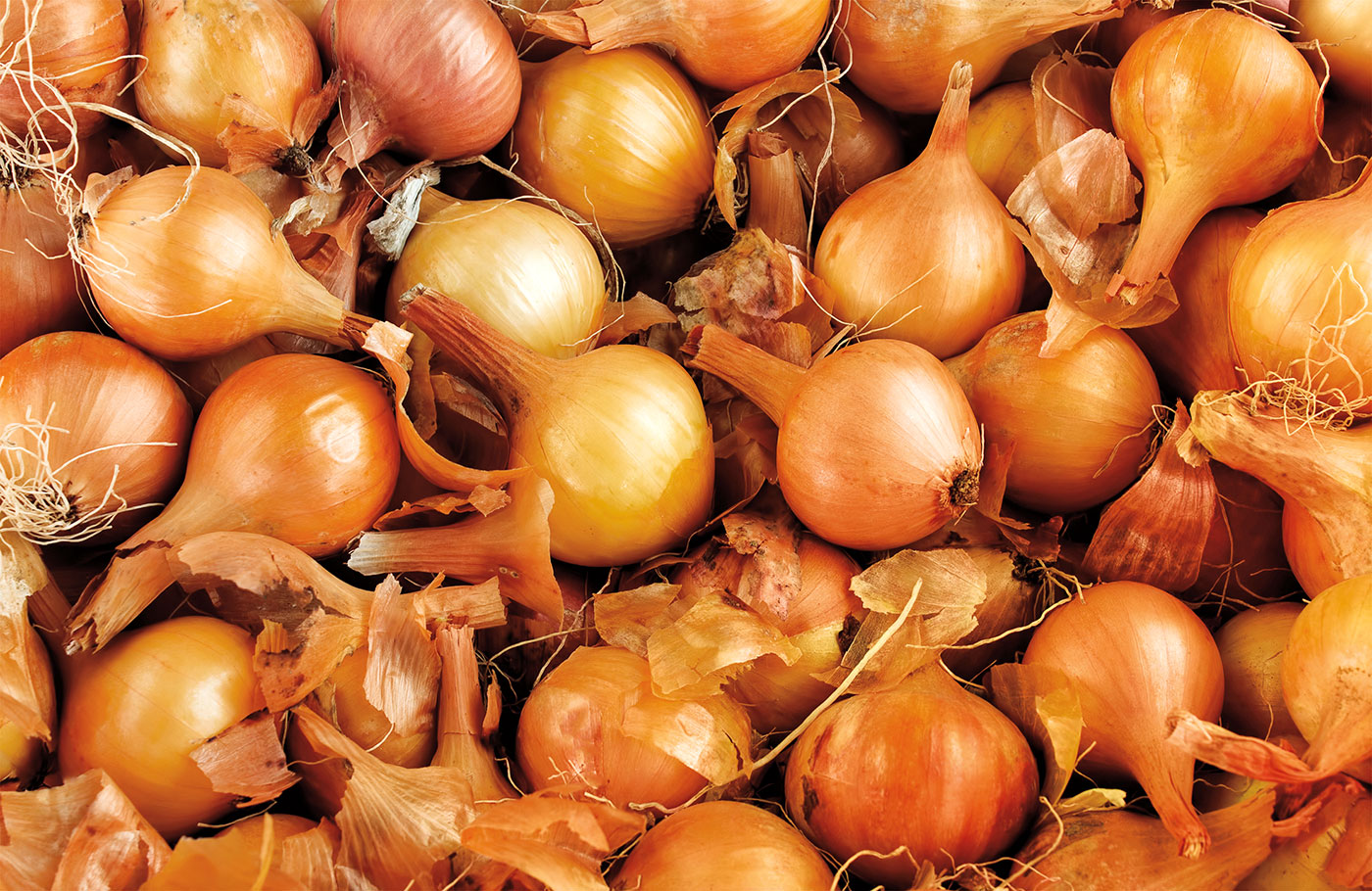 Yellow onions | Washington State Magazine | Washington State University