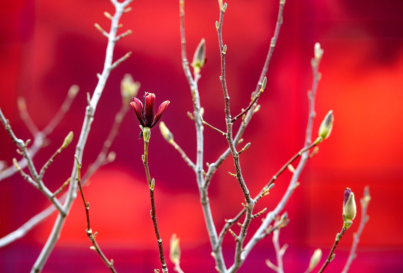 Digital magazine | Washington State Magazine | Washington State University