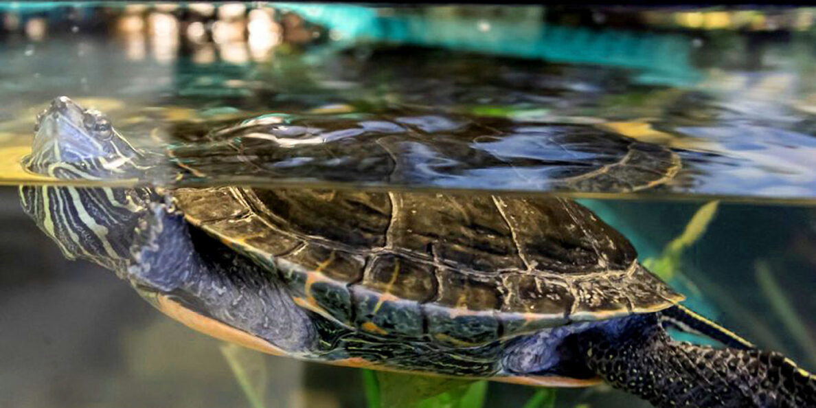 A look at Bruce the turtle ambassador | Washington State Magazine ...