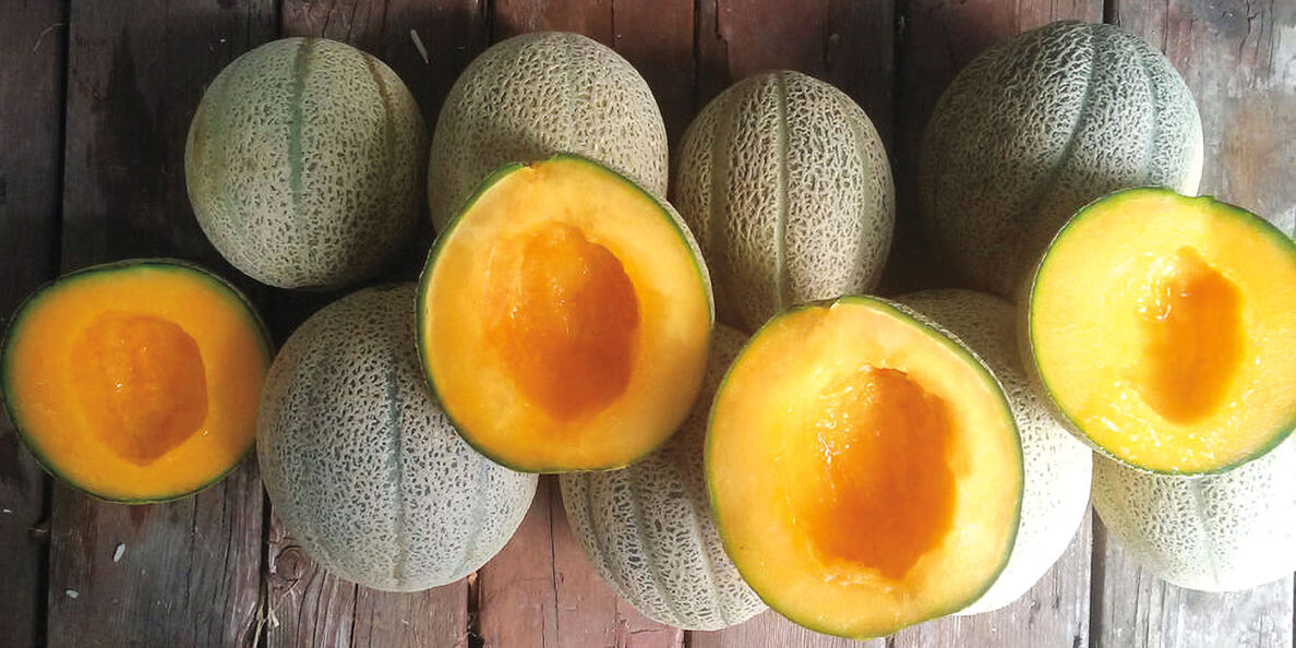 Melons | Washington State Magazine | Washington State University