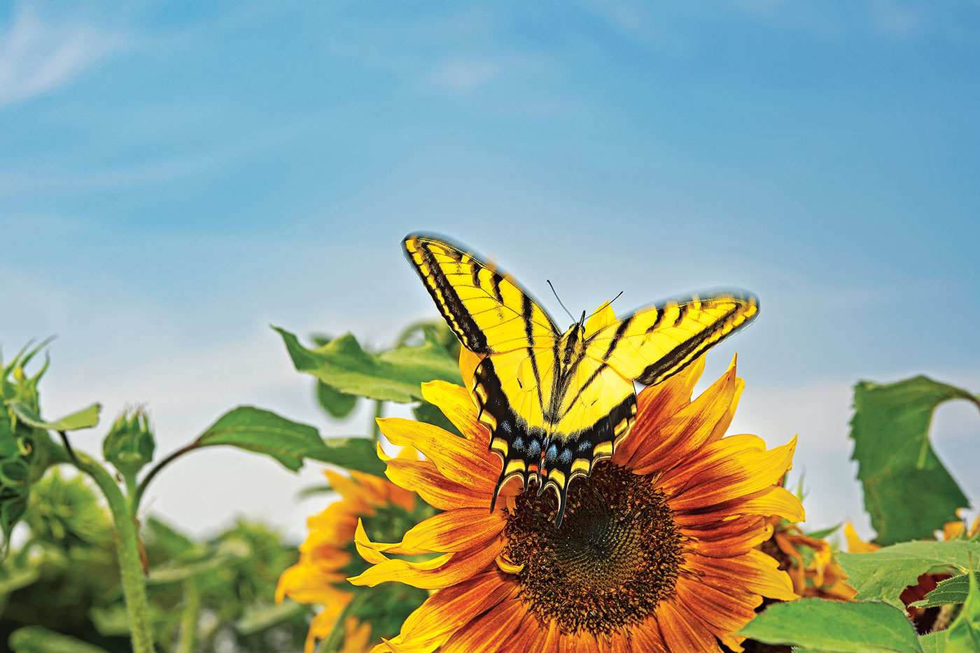 Digital magazine | Washington State Magazine | Washington State University