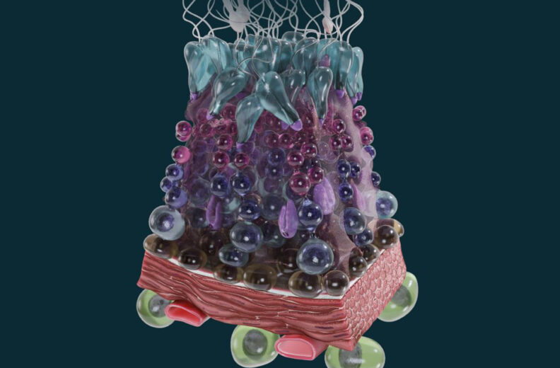 New Microanatomy Models in Complete Anatomy | Elson S. Floyd College of ...