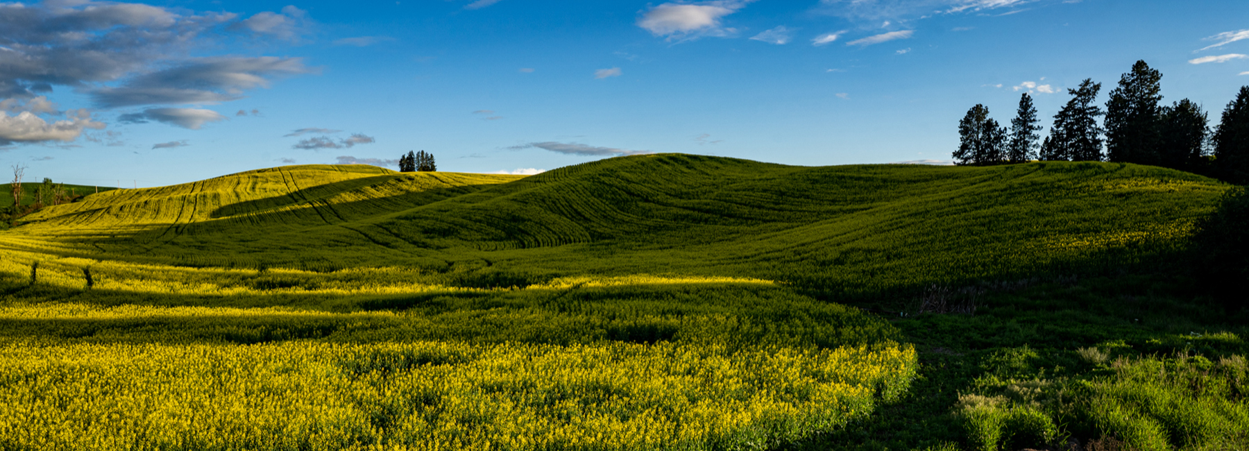 Willed Body Program | Elson S. Floyd College of Medicine | Washington State University