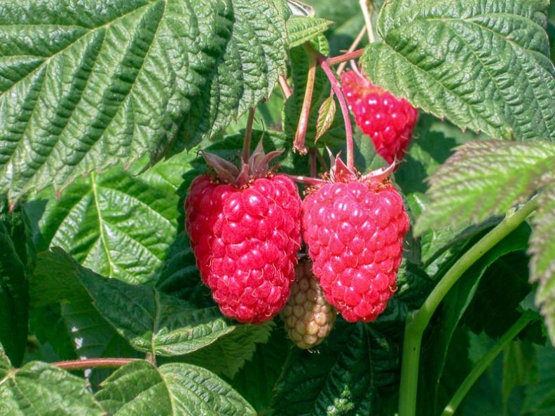 Raspberries | Small Fruit Breeding & Genetics | Washington State University