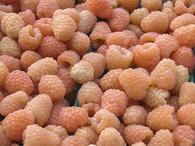 Raspberries | Small Fruit Breeding & Genetics | Washington State University