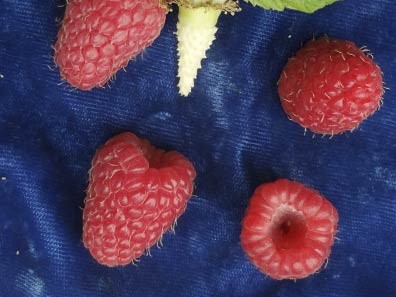Raspberries | Small Fruit Breeding & Genetics | Washington State University
