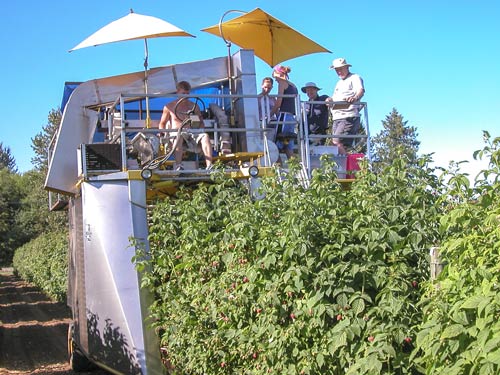 Grower Trials | Small Fruit Breeding & Genetics | Washington State ...