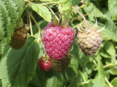 Raspberries | Small Fruit Breeding & Genetics | Washington State University