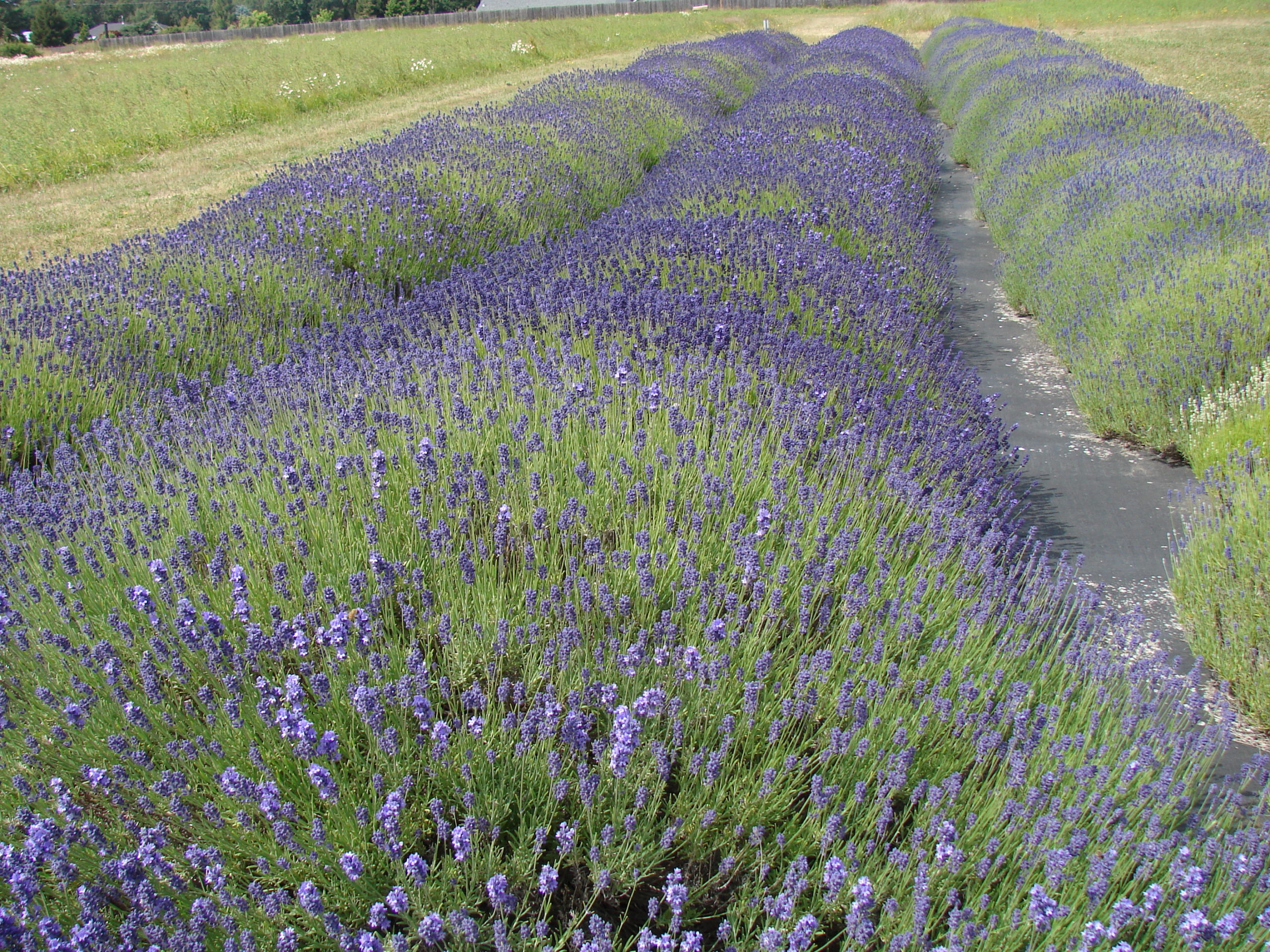 Lavender Research | PPO Home | Washington State University