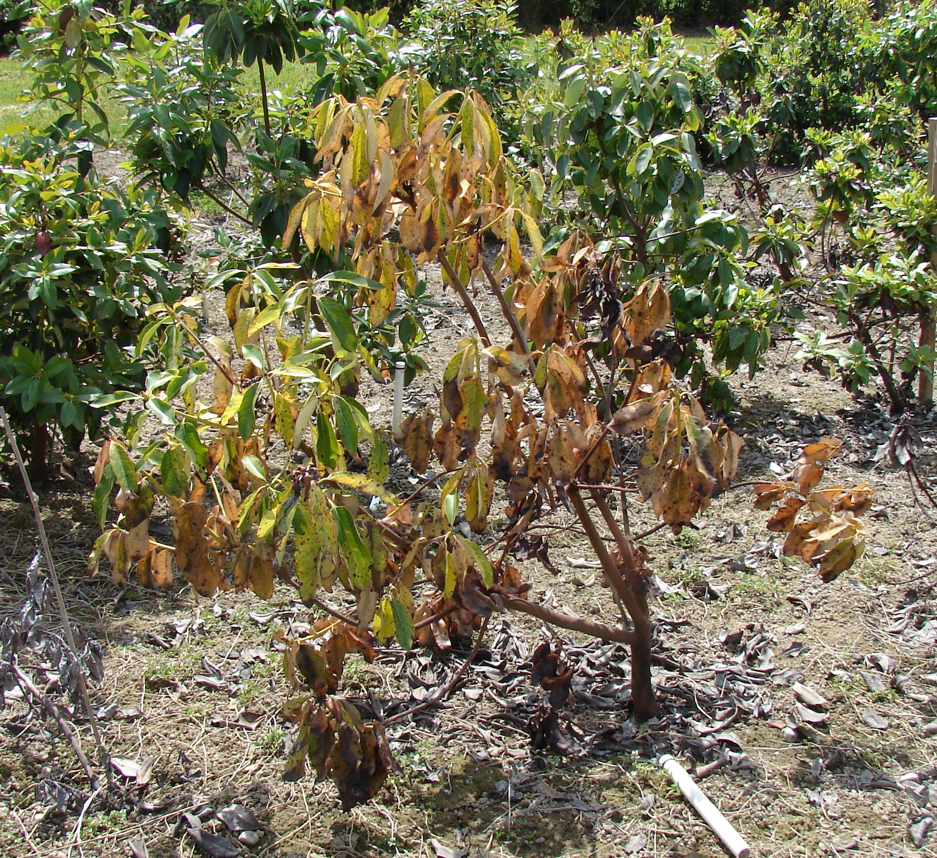 Diseases and Pests of Pacific Madrone | PPO | Washington State University