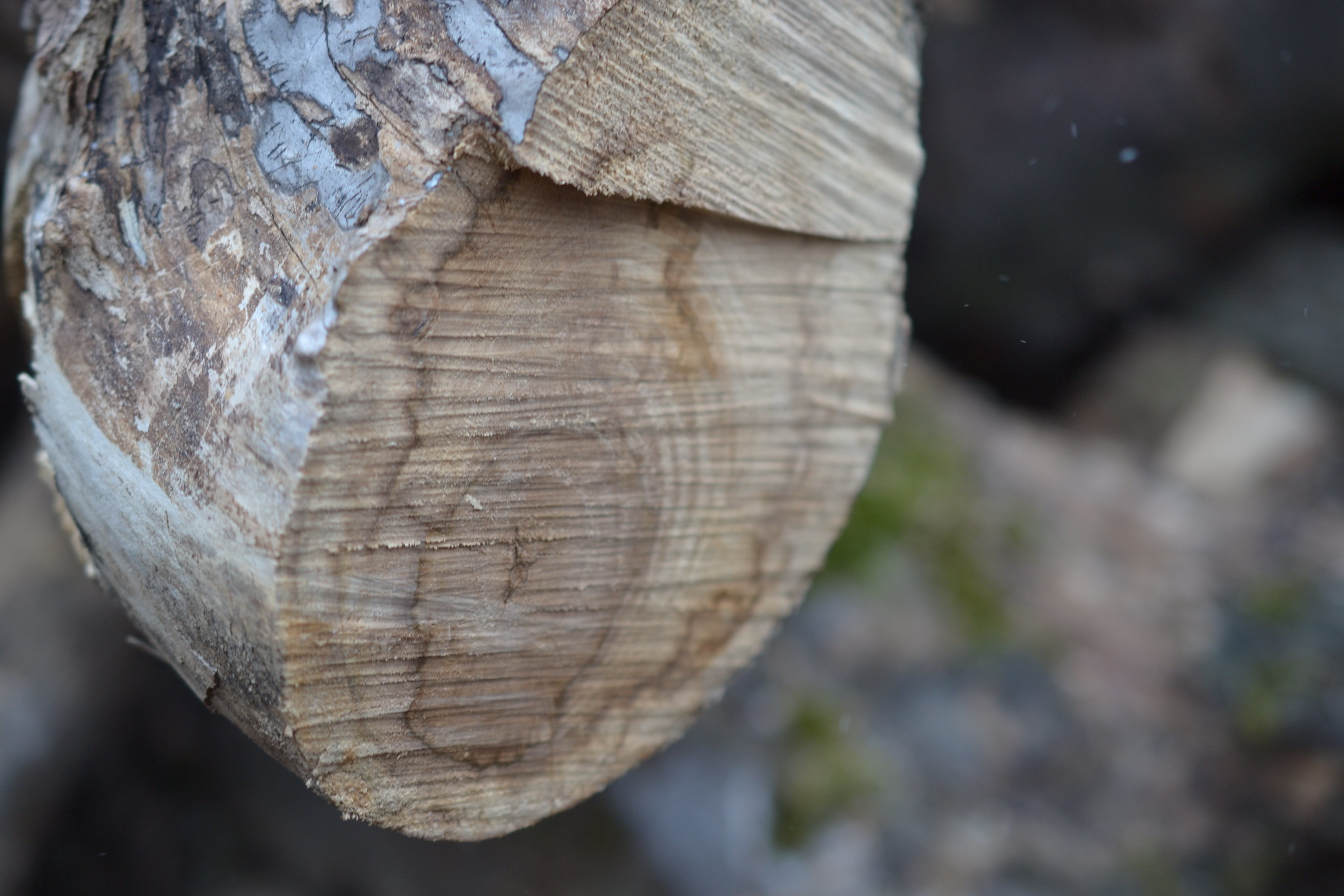 Sooty Bark Disease | PPO Home | Washington State University