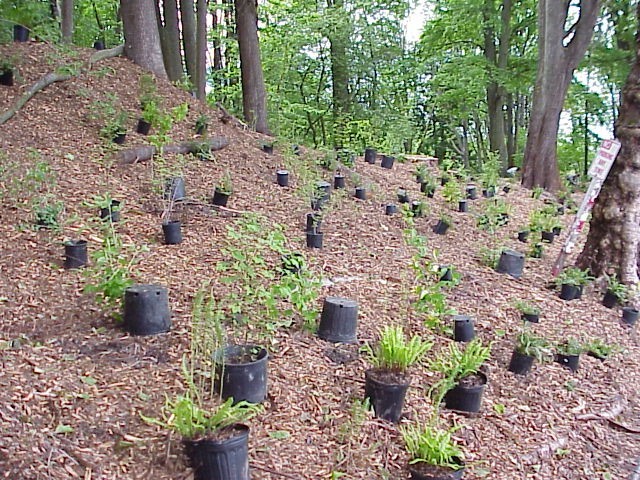placed_plants4.jpg | Linda Chalker-Scott | Washington State University