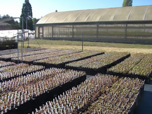 The WSU Pacific Madrone Seed Collection | PPO Home | Washington State ...