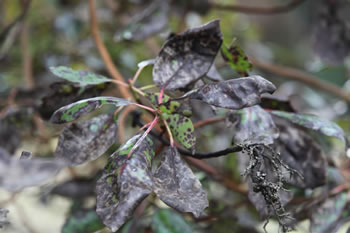 Blight 2011 | PPO Home | Washington State University