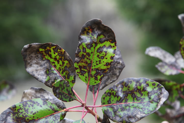 Foliar blight of madrone | PPO Home | Washington State University