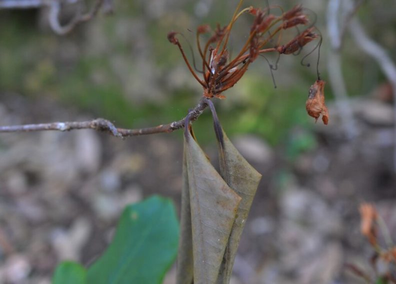 Symptom Id Guide Ppo Home Washington State University