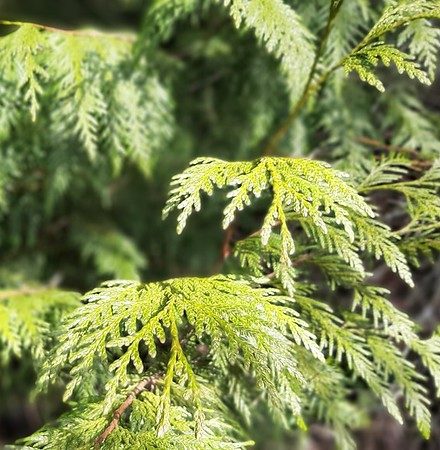 Western Red Cedar Identification