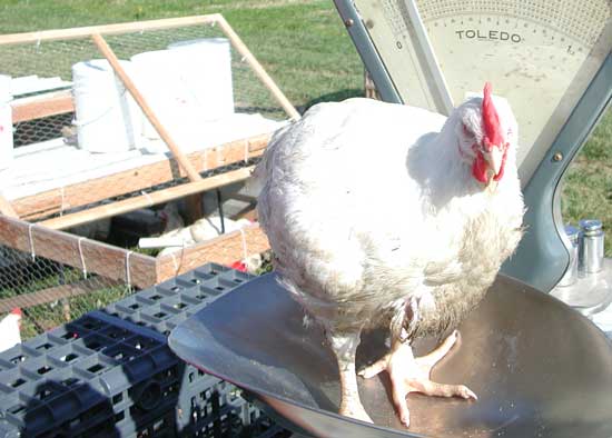 Pastured Poultry | Soil Management | Washington State University